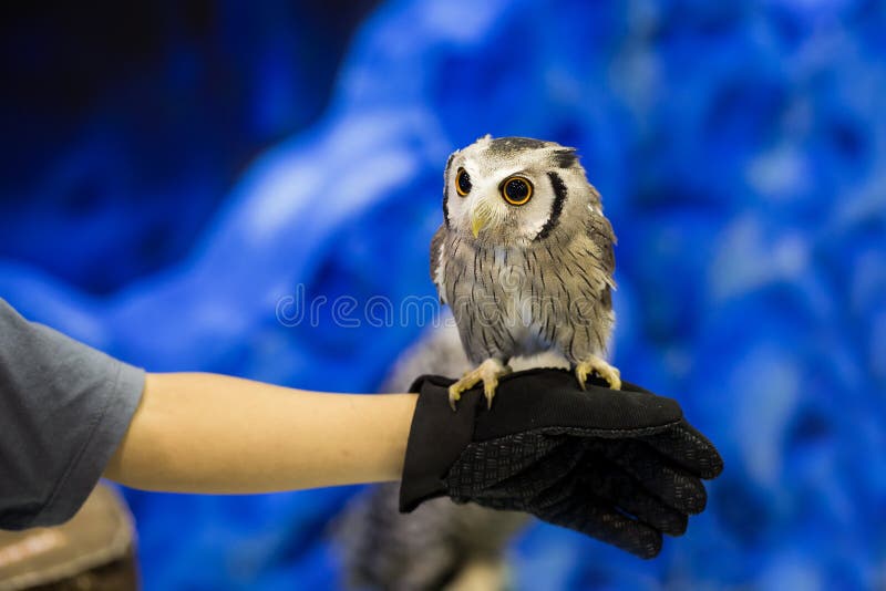 Small owl species stock image. Image of animal, hunter - 225911113