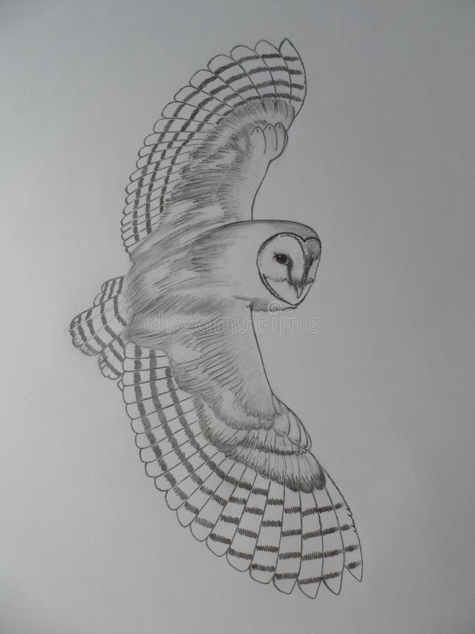 Owl stock photo. Image of predator, hand, birds, pencil - 95632442