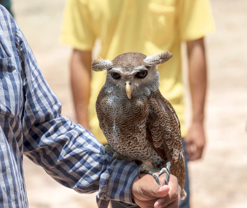 The Owl on Hand for Show in Public Park ,and Training Stock Photo ...