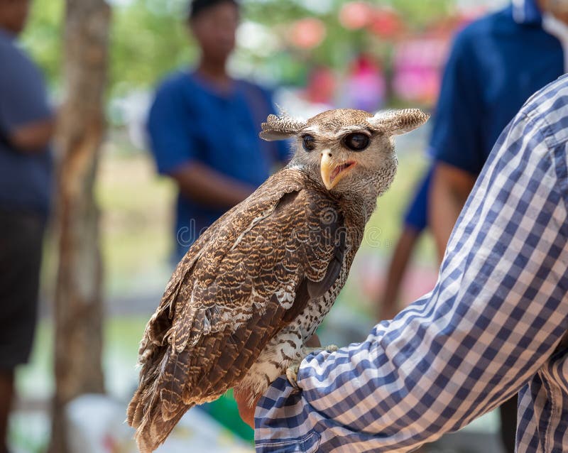 The Owl on Hand for Show in Public Park ,and Training Stock Photo ...