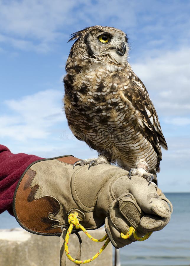 Owl on hand stock photo. Image of outdoors, bird, predator - 44096912