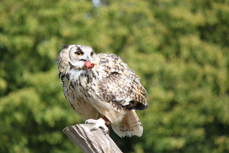 Boring Owl stock image. Image of pets, green, legoland - 16626625