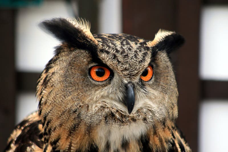 Owl head stock image. Image of bird, wild, wildlife, beak - 10456269