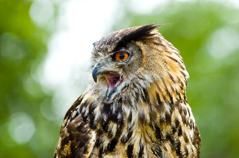 Owl head stock photo. Image of prey, night, wilderness - 12994308