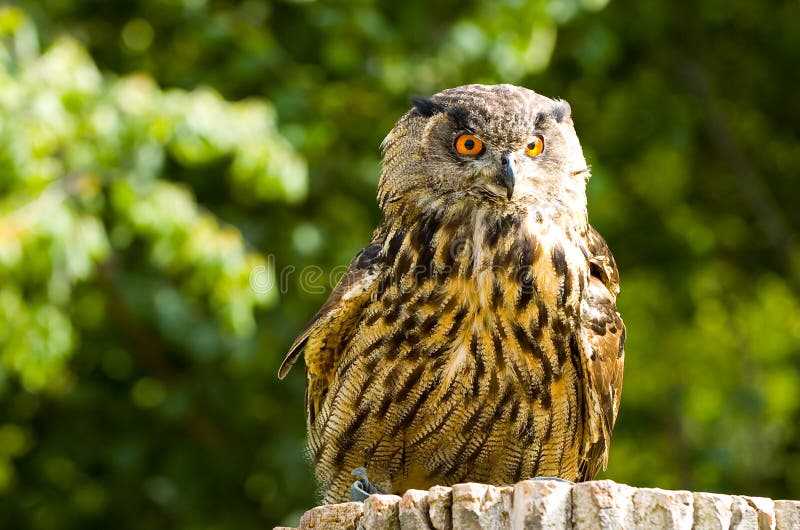 Owl head stock photo. Image of prey, night, wilderness - 12994308