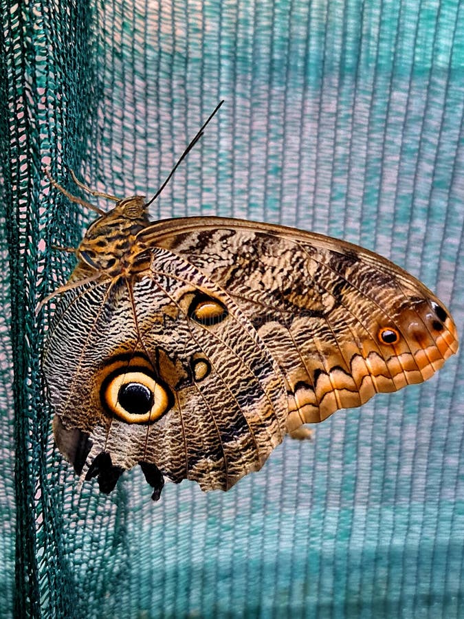 Owl head butterfly stock image. Image of head, nature - 254128775