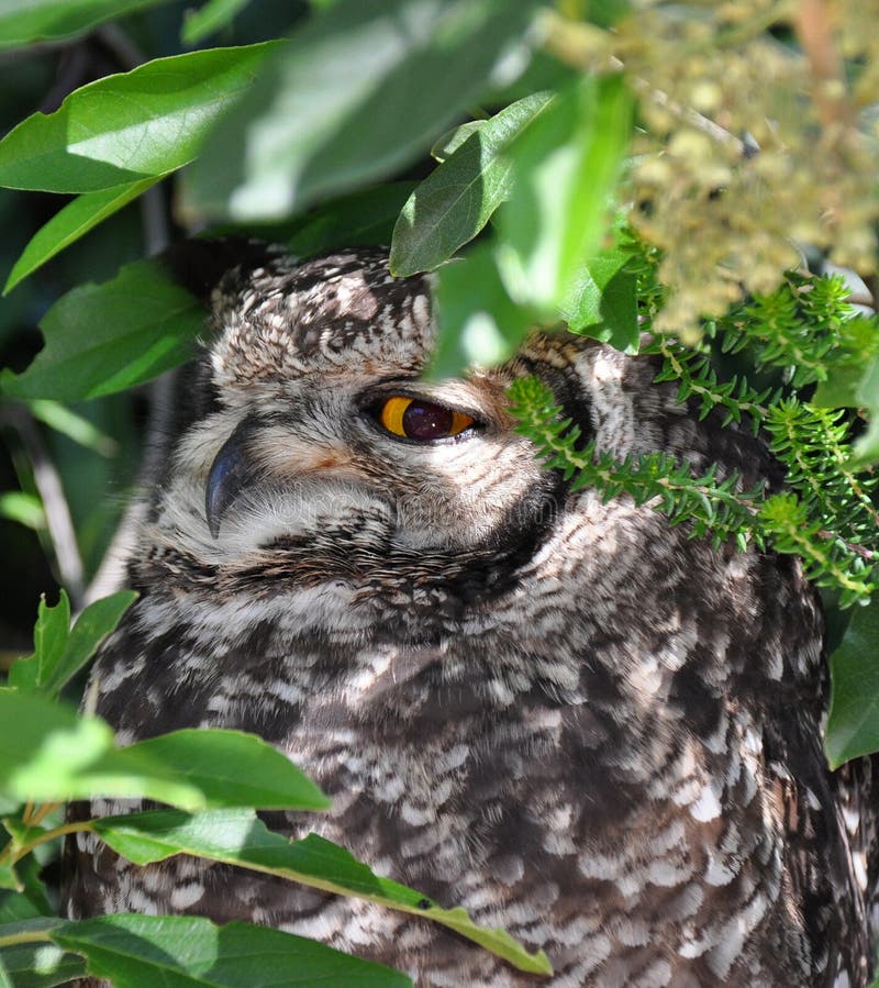 Owl hiding in the bushes stock image. Image of front - 27866095