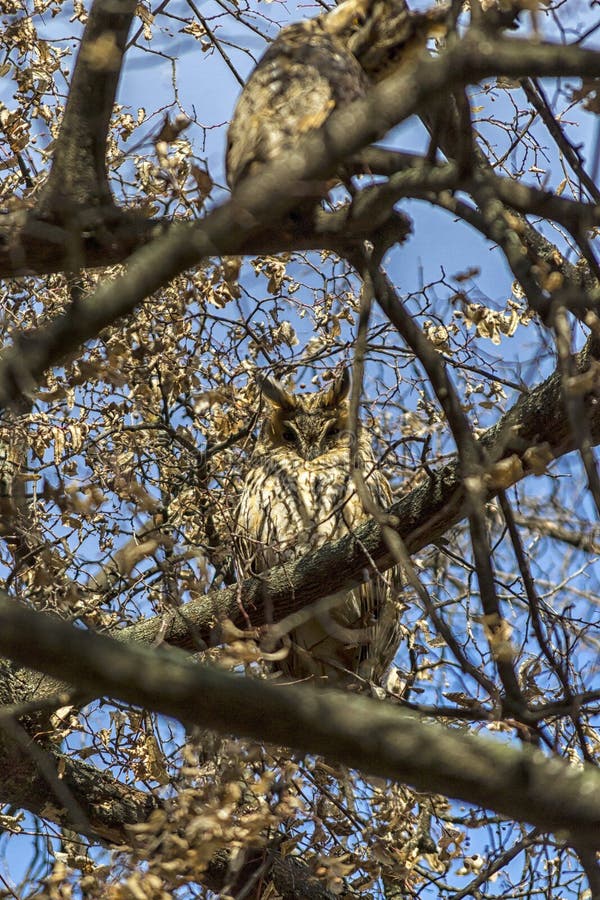 Hiding owl stock photo. Image of bird, attention, feather - 28752550