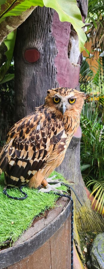 Owl house animal stock photo. Image of ulin, samarinda - 278515136