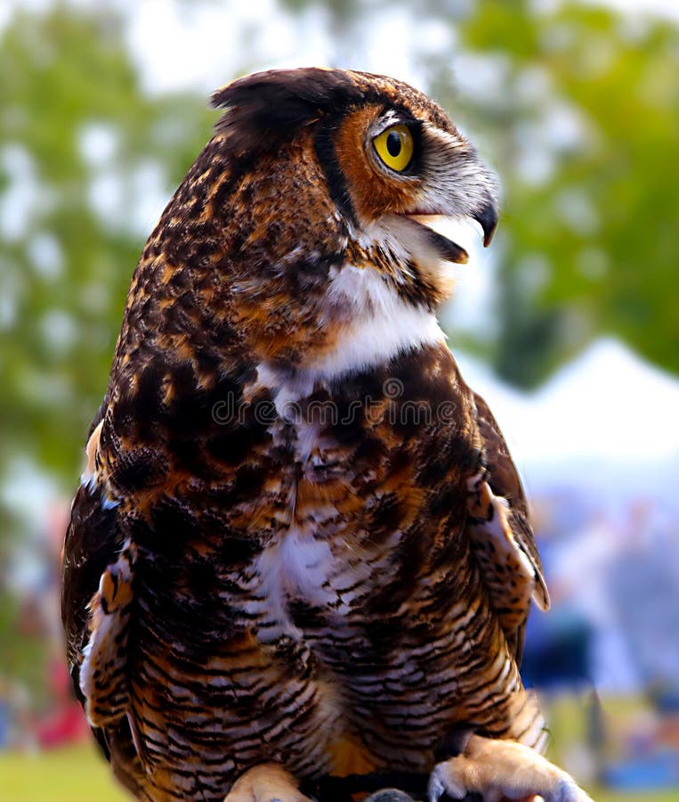 Owl Howl Wilmington, NC Bird Stock Image - Image of nature, bird: 223980695