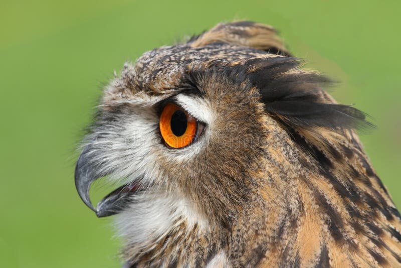 OWL with Huge Orange Eyes and Soffgli the Open Beak Stock Photo - Image ...