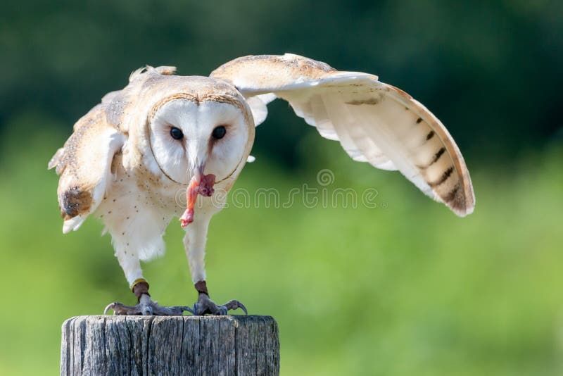 Owl hunting stock photo. Image of food, elephant, hunting - 60257566