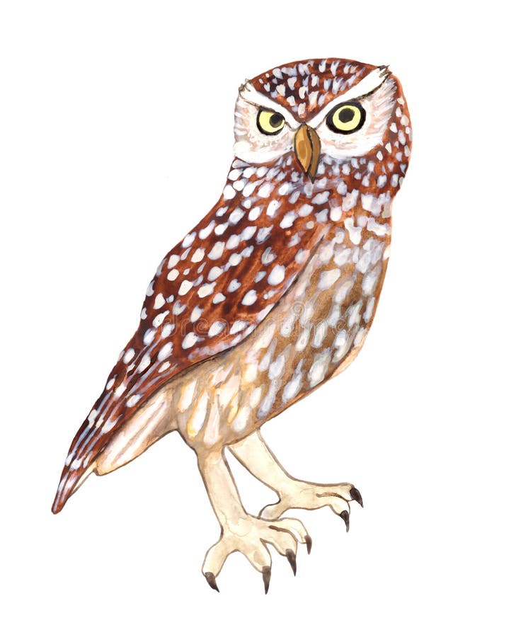 Owl illustration stock photo. Image of wildlife, bird - 292054234