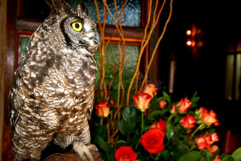 Owl Inside stock photo. Image of rose, animal, roses, leave - 1201946