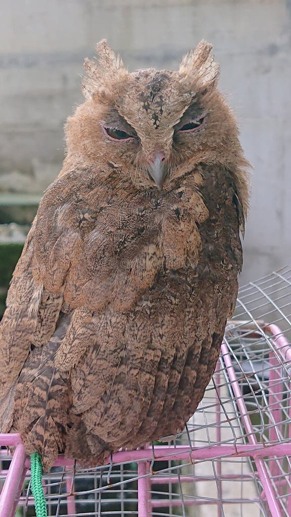 Owl Java, stock photo. Image of java, jawa, burung, hantu - 271589518