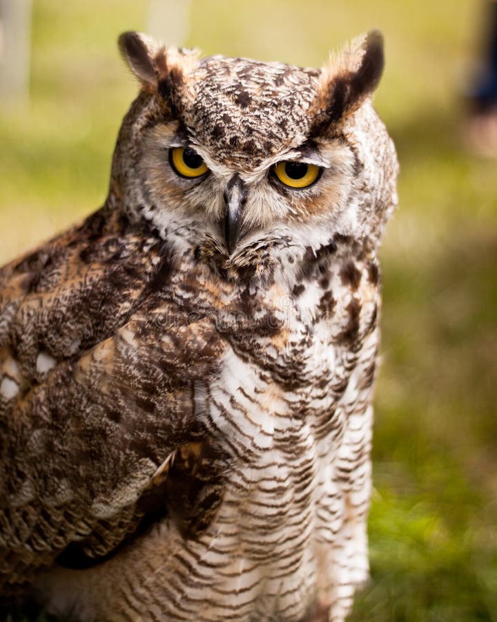 Owl long ears stock image. Image of wise, ears, feather - 26038675