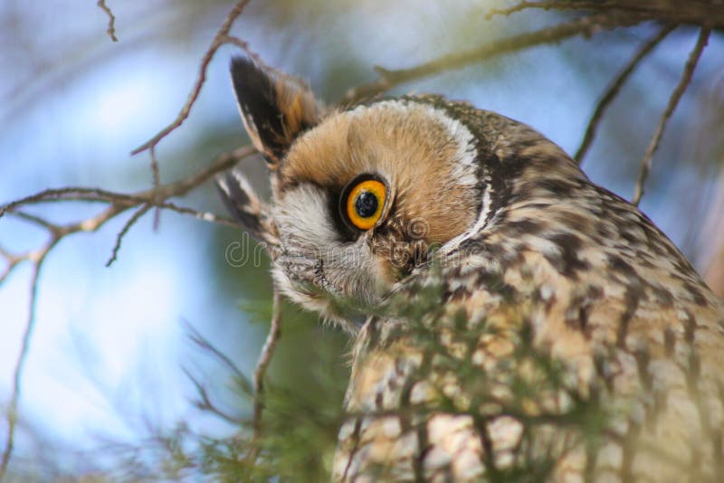 Owl look stock image. Image of orange, portrait, face - 38153429