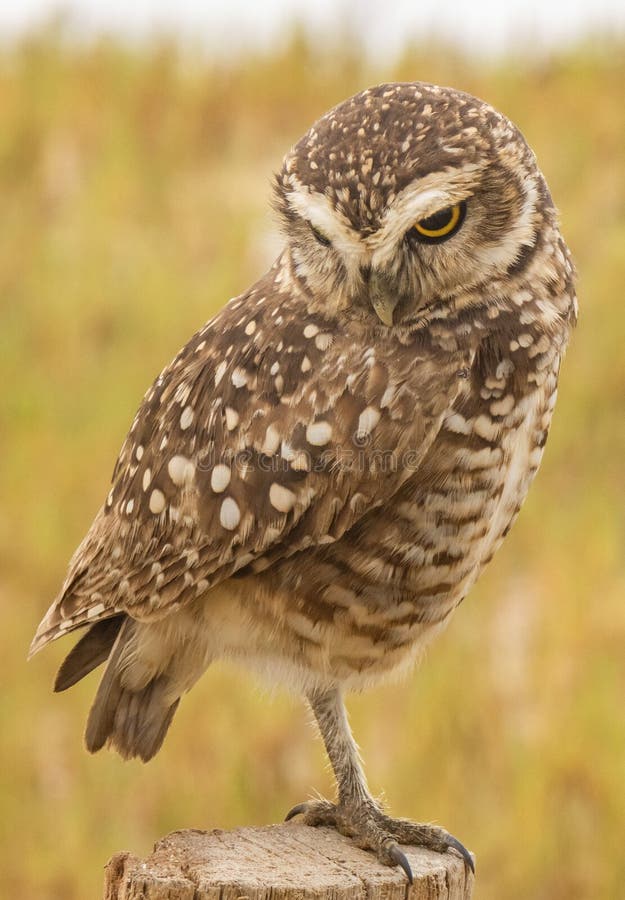 Owl look stock image. Image of look, burrowingowl, animal - 320314449