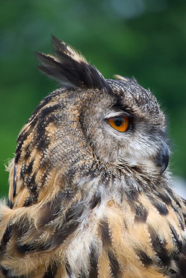 Owl looking sideways stock image. Image of hunter, flight - 15640713
