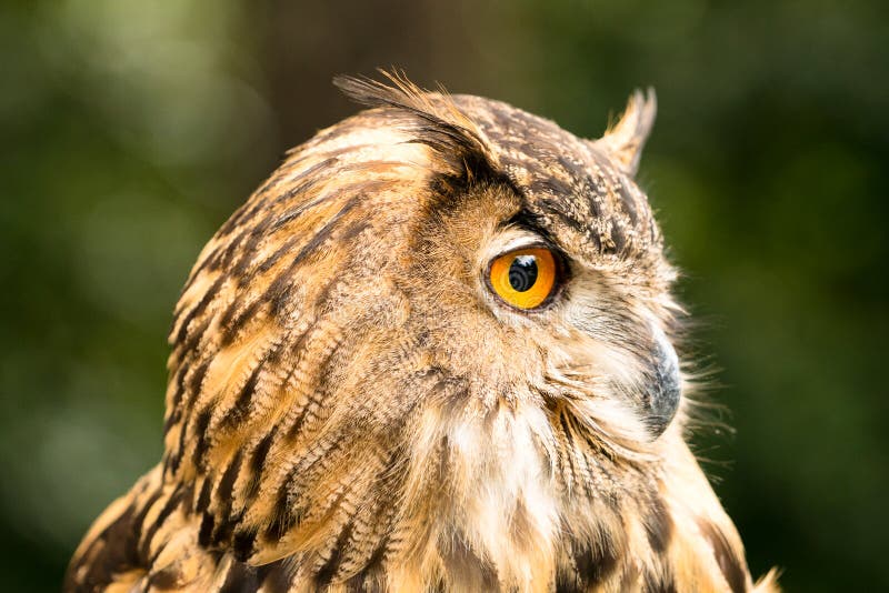 Owl looking sideways stock image. Image of hunter, flight - 15640713