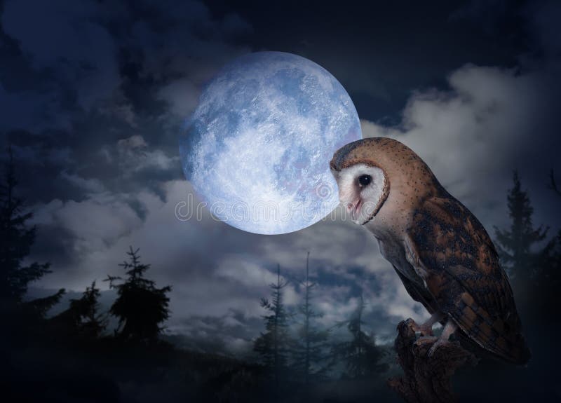 Owl in Misty Forest on Full Moon Night Stock Image - Image of avian ...
