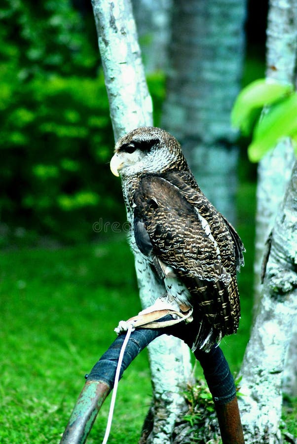 Owl Mood on the Jungle Stay Calm Stock Image - Image of jungle, stay ...