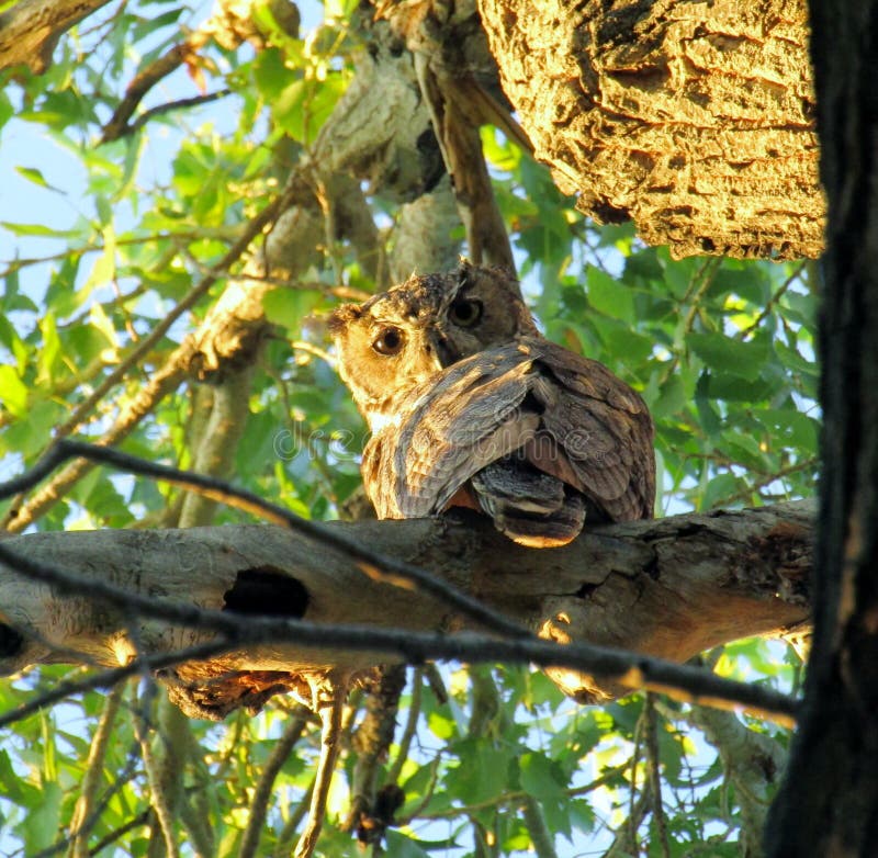 Owl in morning stock photo. Image of wildlife, animal - 165343092