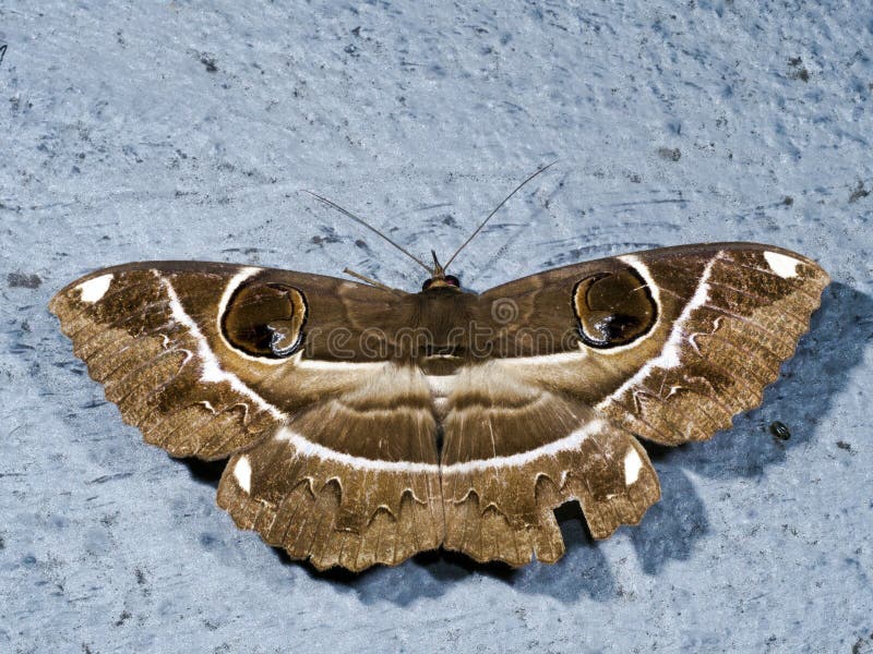 Owl Moth,Erebus ephesperis stock photo. Image of family - 73423444