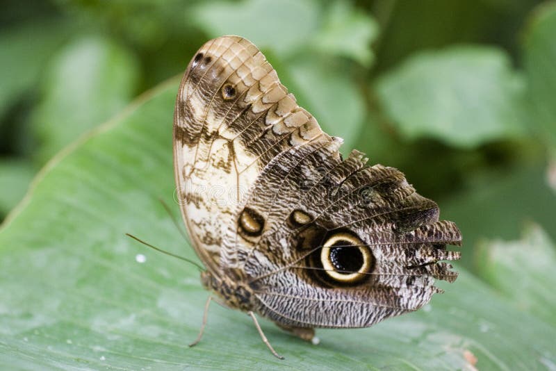 Owl Moth laying egg stock image. Image of butterfly, wing - 1229285