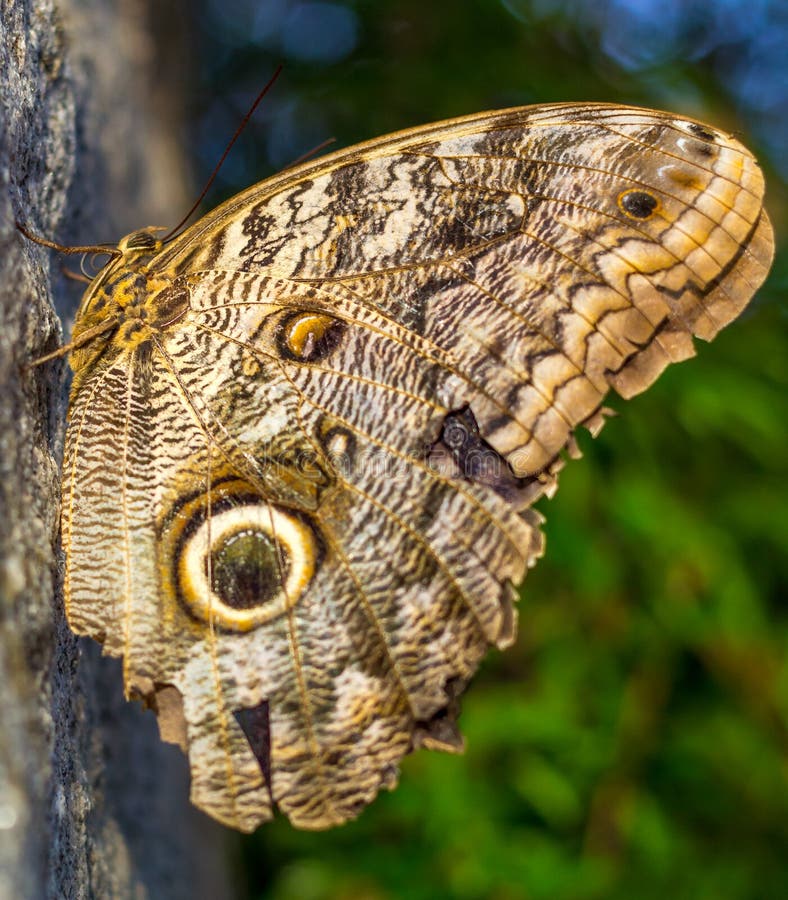 Owl Moth resting stock image. Image of natural, animal - 95144949