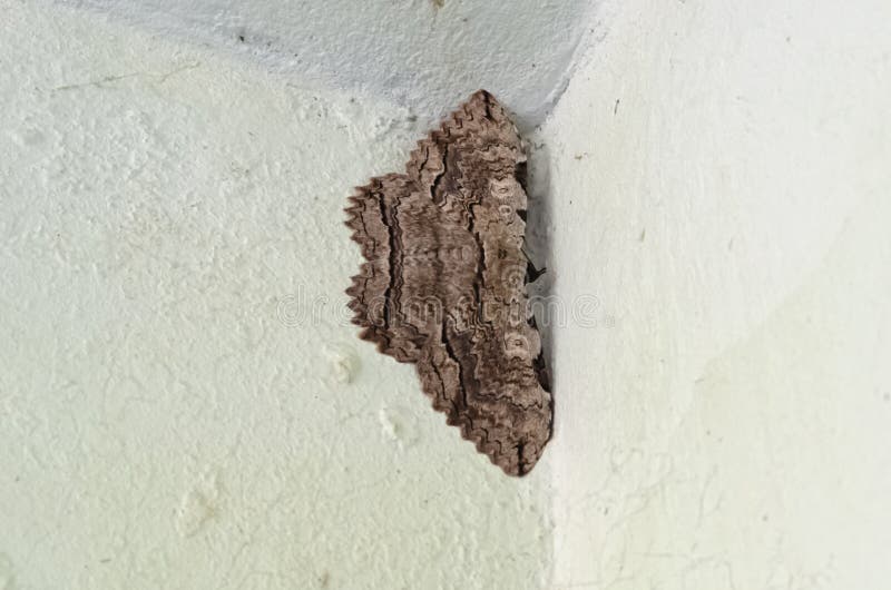 Owl Moth on Wall stock image. Image of arthropoda, animal - 294677477