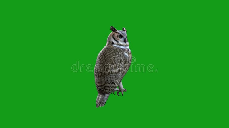 Owl with Green Screen Background Stock Footage - Video of night ...