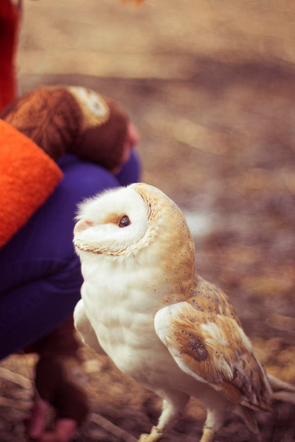 Owl near people stock image. Image of bird, spring, summer - 71269507