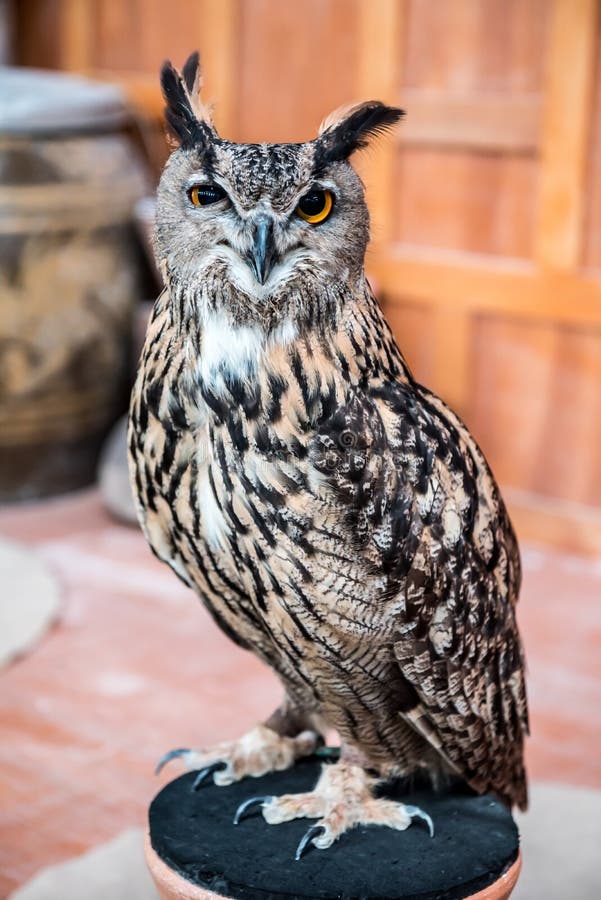 Owl, night bird stock image. Image of plant, wildlife - 97336107