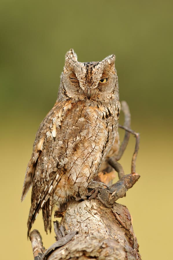 Owl Observer on the Tree Trunk Stock Image - Image of wings, eagles ...