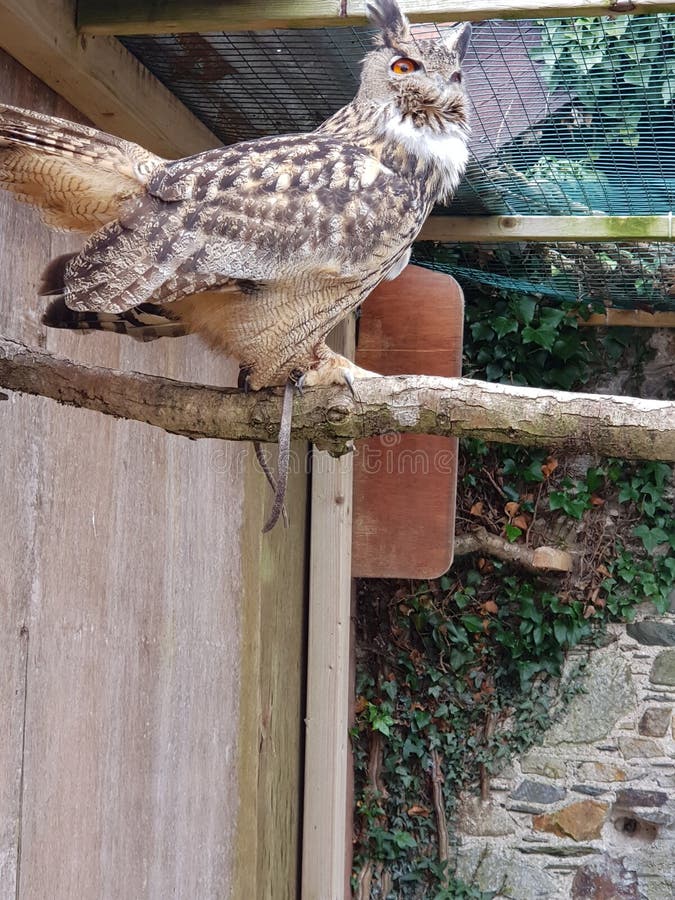 Owl observing surroundings stock photo. Image of sculpture - 151439834
