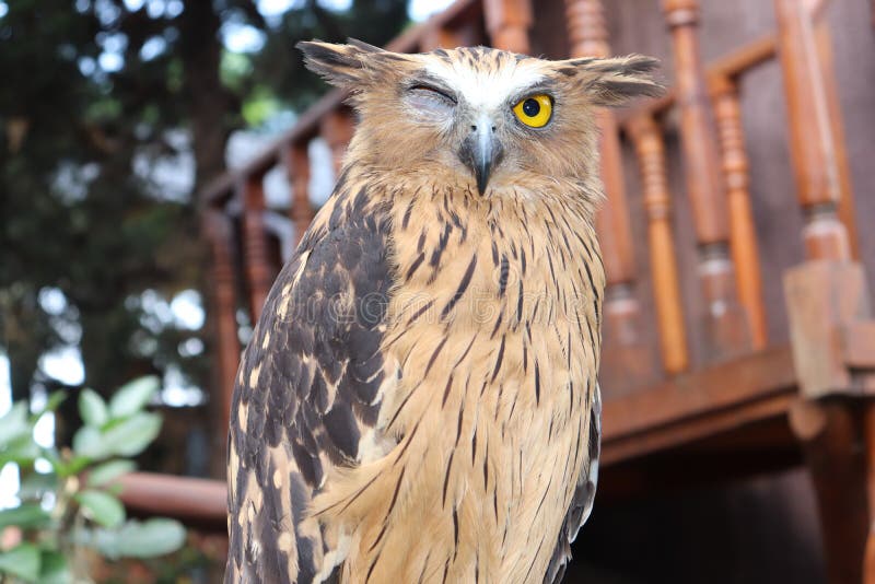 An Owl with a One-eyed Gaze Stock Photo - Image of buzzard, wing: 262660312