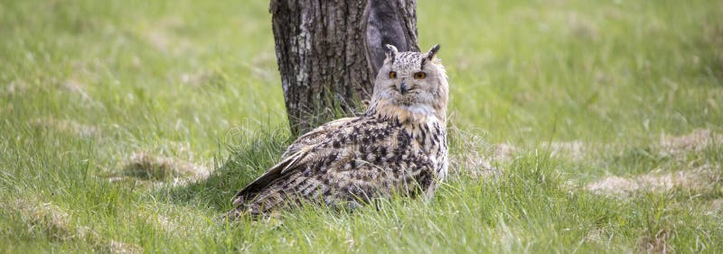 An owl outside stock image. Image of face, feather, intense - 91691307