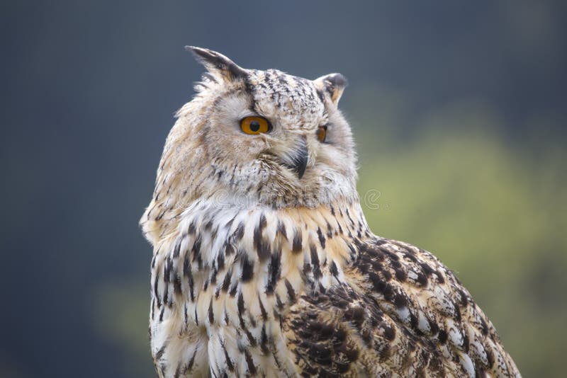 An owl outside stock photo. Image of bird, spring, natural - 91691314