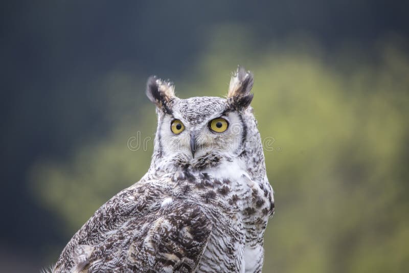 An owl outside stock photo. Image of yellow, closeup - 91691342