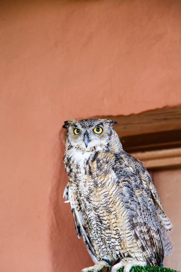 Owl on Perch by Adobe Wall stock photo. Image of prey - 39861772