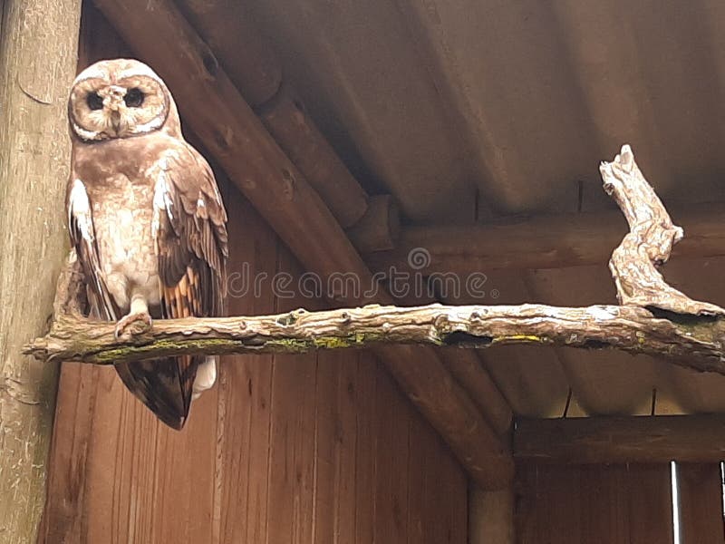 An owl on a perch stock image. Image of animal, branch - 199139911