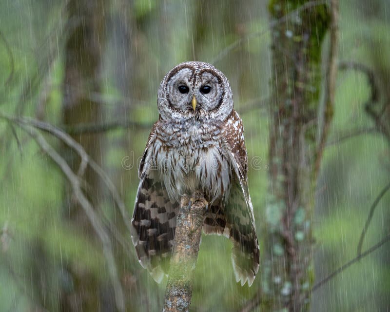 Owl Perched on a Tree Branch Under Heavy Rainfall in a Forest Stock ...