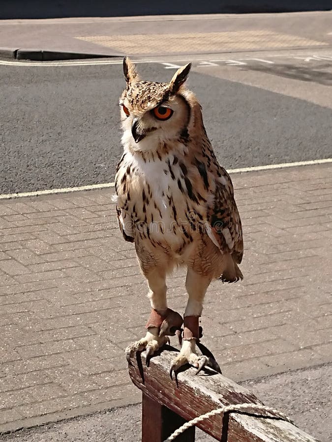 Pet Owl stock photo. Image of prey, wisdom, master, hand - 51978990