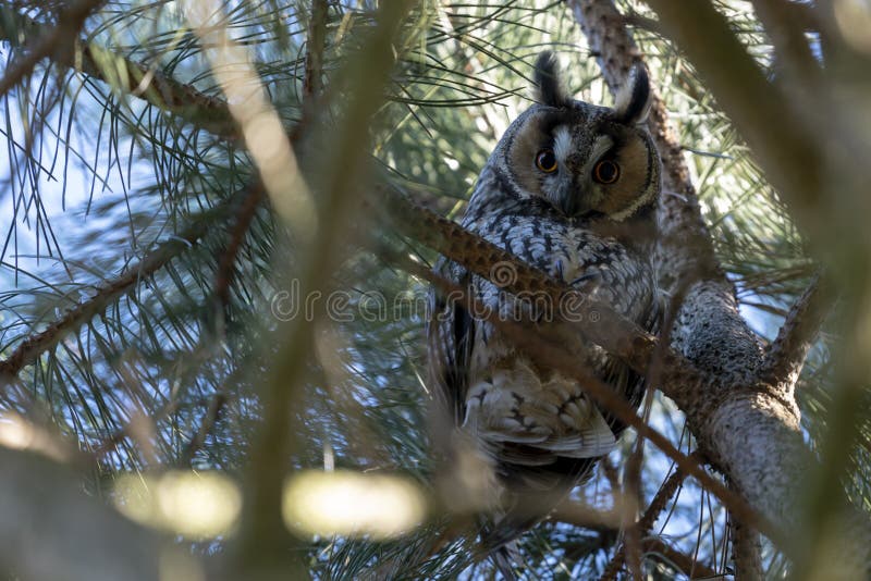 Owl in a pine tree stock photo. Image of birds, island - 139733760