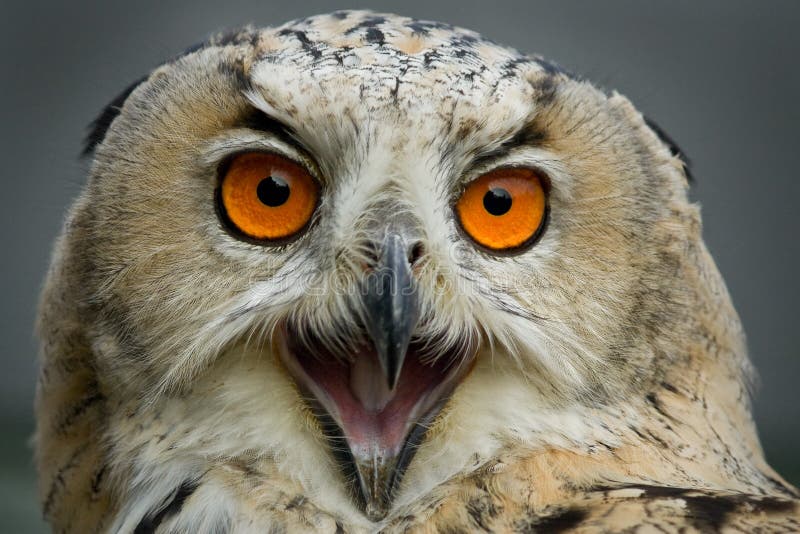 Owl stock image. Image of sharp, claws, eyes, vision - 49920361