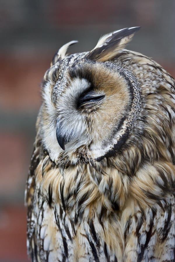 Barn Owl - Ruffled Feathers Stock Image - Image of regal, talons: 12647825