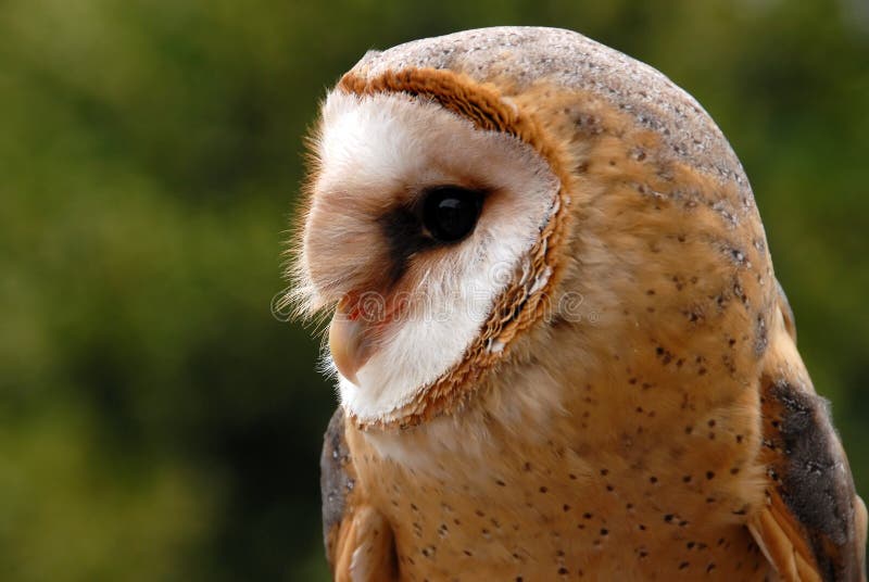 Owl portrait stock photo. Image of beak, nature, gaze - 13186592