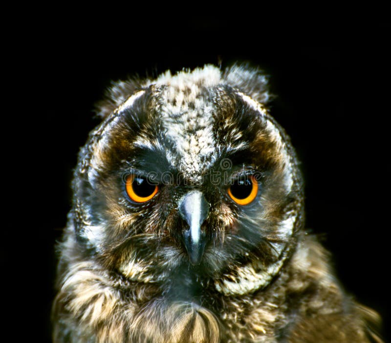 Owl portrait stock image. Image of animals, beast, fearless - 151741655