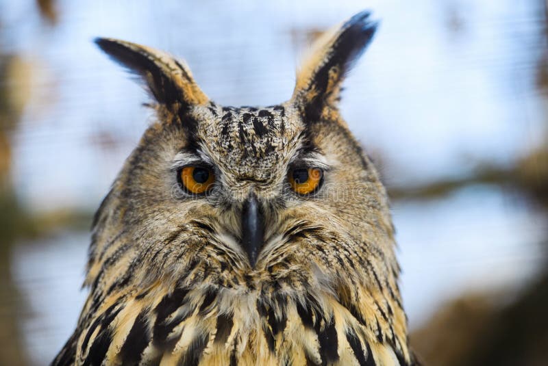 Owl portrait stock photo. Image of wild, wildlife, nature - 156062430